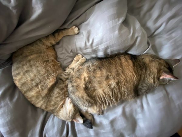 Cats in History: Mayor Stubbs - Catster