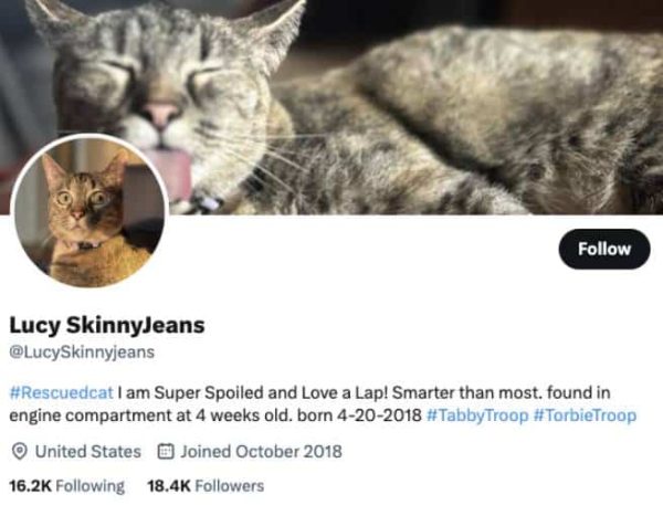 10 Best Cat Twitter Accounts to Follow for Cat Lovers Everywhere - Catster
