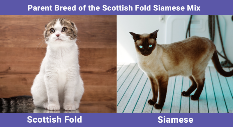 Scottish Fold Siamese Mix: Pictures, Info, Temperament & Traits - Catster