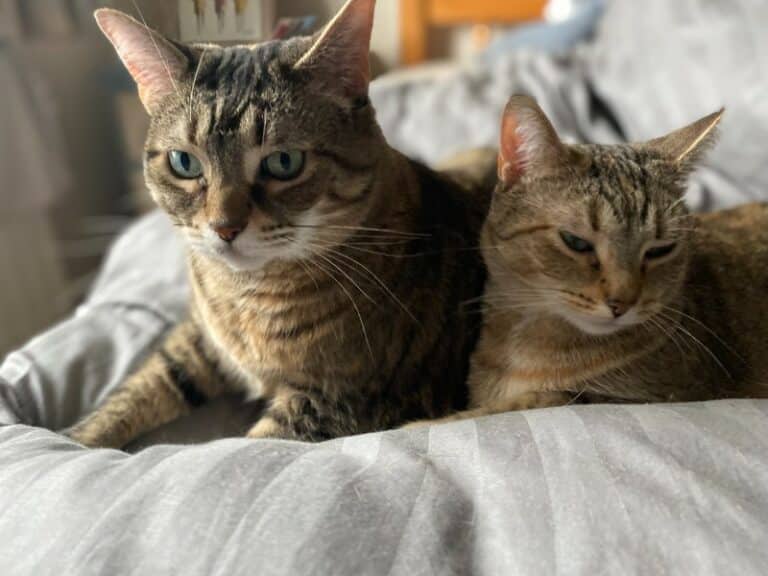 Dr. Lauren Demos DVM (Veterinarian), Author at Catster