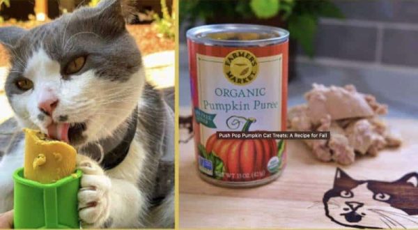 3 Homemade Pumpkin Cat Treat Recipes To Enjoy This Fall - Catster