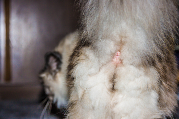 10 Vet Reviewed Facts About Cat Anal Glands - Catster