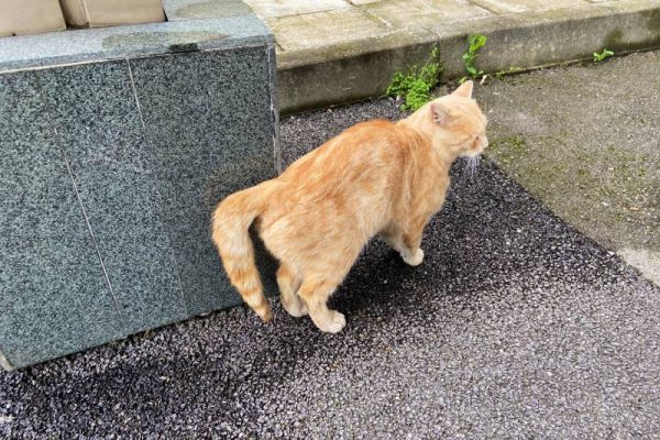 What Causes Limp Tails in Cats? Our Vet Explains - Catster