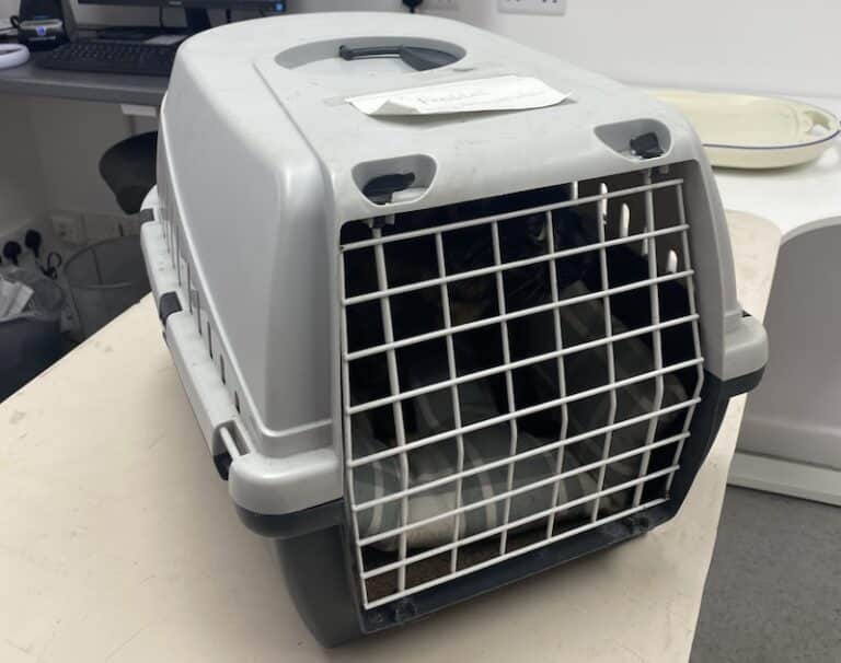 A Cat Owner’s Manual: Dr. Lauren Explains Cat Carriers - Catster