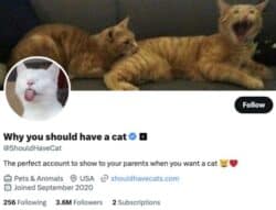 10 Best Cat Twitter Accounts to Follow for Cat Lovers Everywhere - Catster