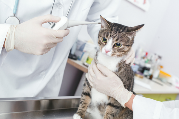 Cat Temperature: Our Vet Explains What Is Too High, Low & How to Take ...