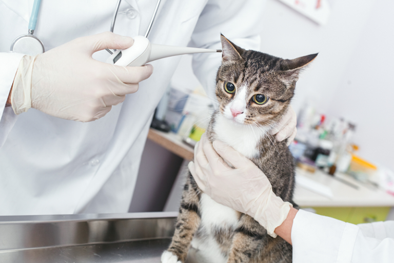 Cat Temperature: Our Vet Explains What Is Too High, Low & How to Take ...