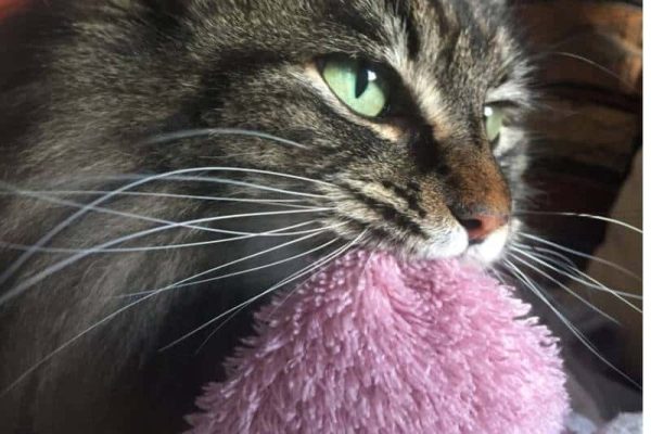 6 Weird Things Cats Eat: Vet-Reviewed Safety Tips & Considerations ...