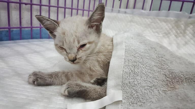 Cat Flu: Causes, Signs & Treatments (Vet Answer) - Catster