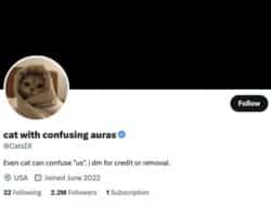 10 Best Cat Twitter Accounts to Follow for Cat Lovers Everywhere - Catster