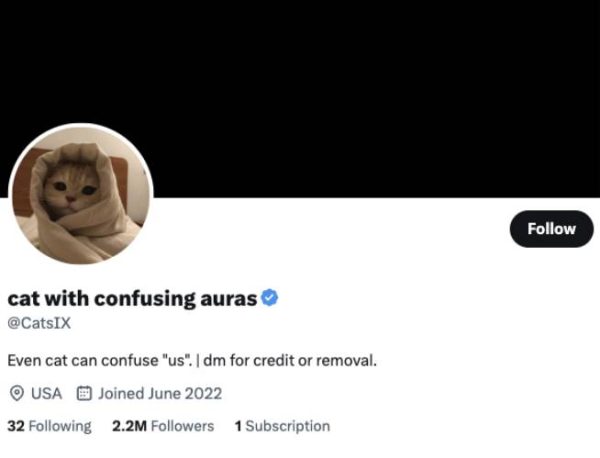 10 Best Cat Twitter Accounts to Follow for Cat Lovers Everywhere - Catster