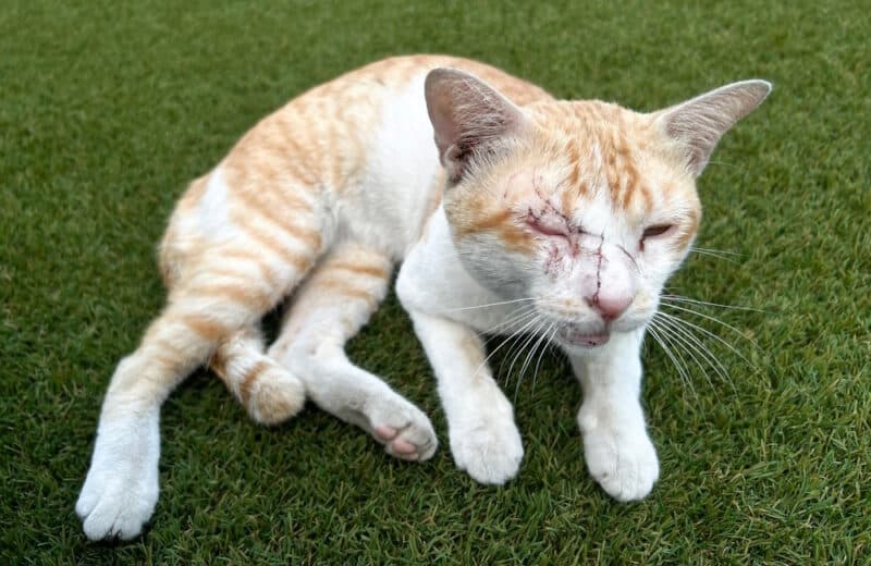What Happens When Cats Fall Out of High Windows? (Vet-Answer) - Catster