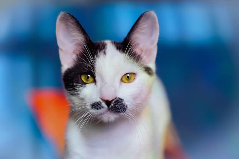10 Cats With Mustaches in Honor of Movember (With Pictures) - Catster