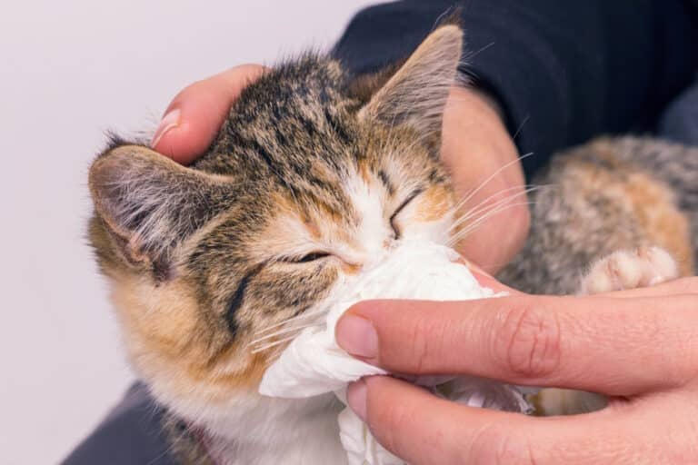 How Long Do Cat Colds Last? Causes, Signs, & Treatments - Catster