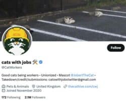 10 Best Cat Twitter Accounts to Follow for Cat Lovers Everywhere - Catster