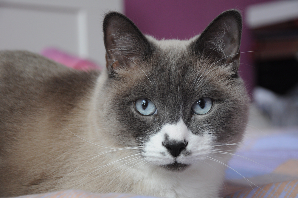 5 Snowshoe Cat Colors & Patterns (With Info & Pictures) - Catster