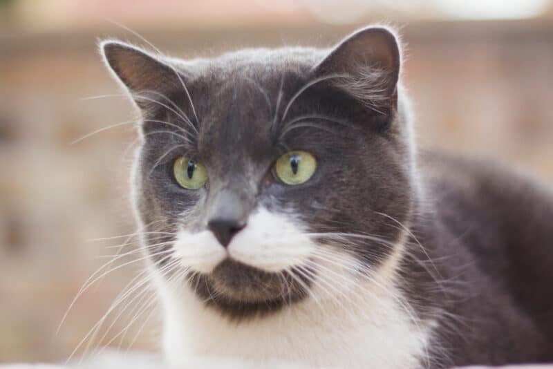 10 Cats With Mustaches in Honor of Movember (With Pictures) - Catster