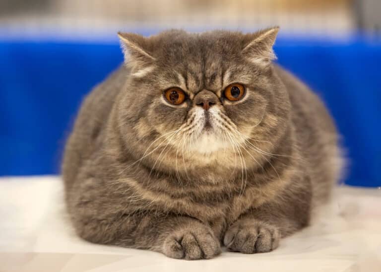 15 Calmest Cat Breeds (With Info & Pictures) - Catster