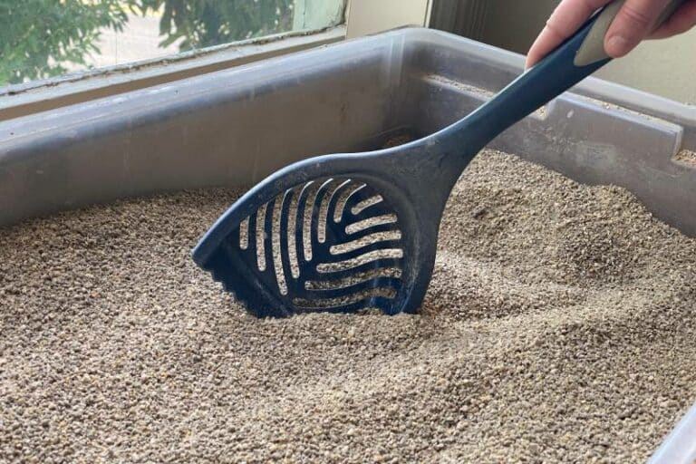 How to Reduce Your Cat’s Litter Box Smell: 6 Vet Approved Steps - Catster