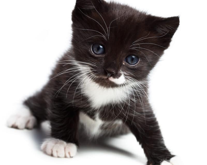 10 Cats With Mustaches in Honor of Movember (With Pictures) - Catster