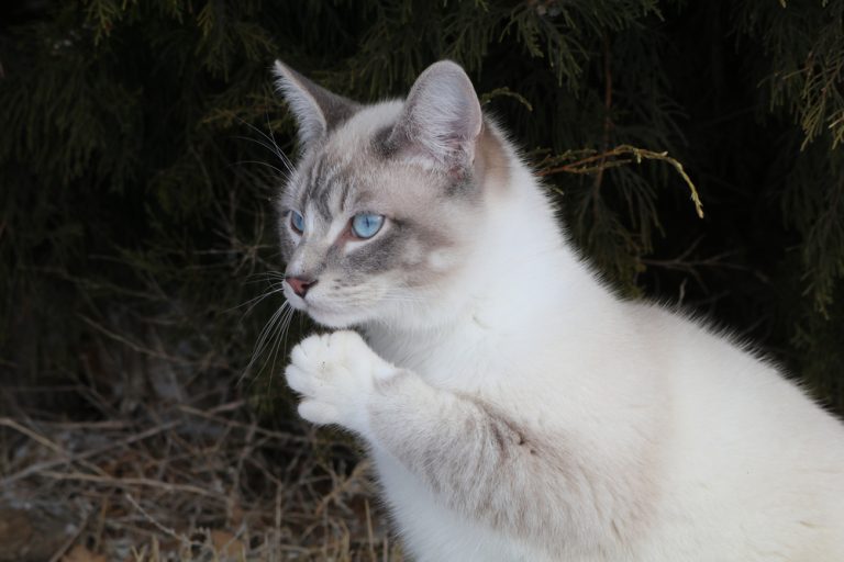 5 Snowshoe Cat Colors & Patterns (With Info & Pictures) - Catster