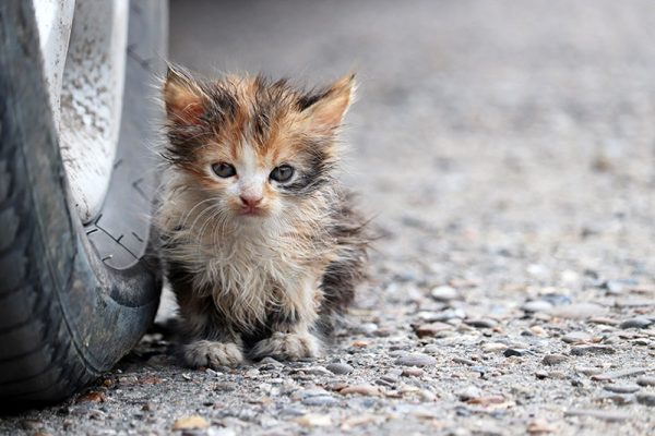 I Found a Stray Kitten, What Do I Do? Vet-Reviewed Care & Feeding Tips ...