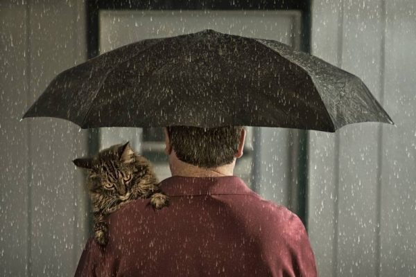 Hurricane Preparedness for Pets: How to Ready Your Cats - Catster
