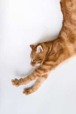 7 Favorite Cat Stretches (With Infographic) - Catster