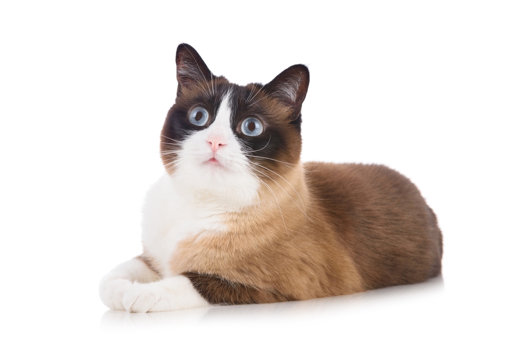 5 Snowshoe Cat Colors & Patterns (With Info & Pictures) - Catster