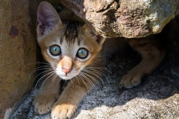 I Found a Stray Kitten, What Do I Do? Vet-Reviewed Care & Feeding Tips ...