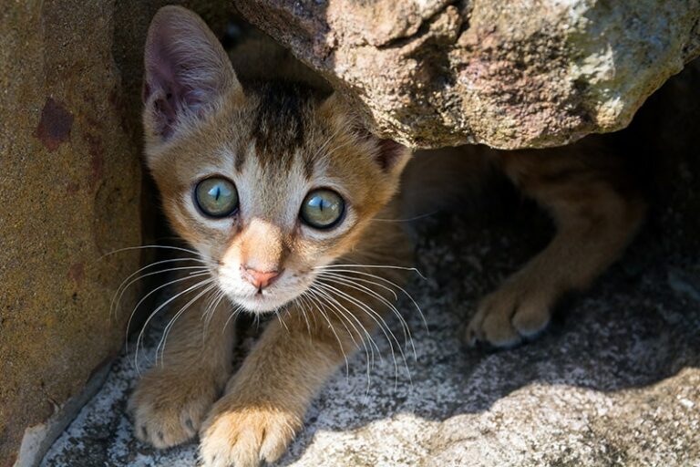 I Found a Stray Kitten, What Do I Do? Vet-Reviewed Care & Feeding Tips ...