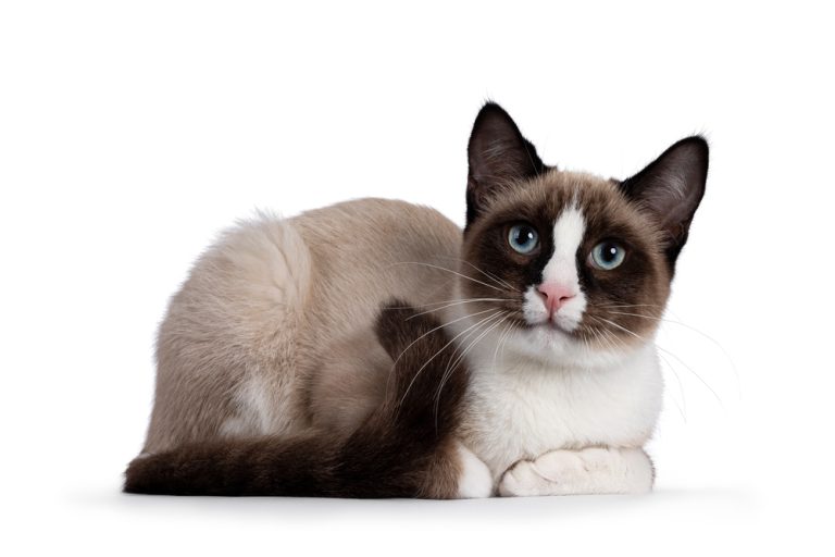 5 Snowshoe Cat Colors & Patterns (With Info & Pictures) - Catster