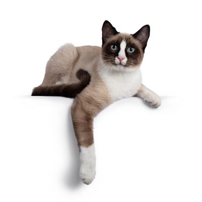 5 Snowshoe Cat Colors & Patterns (With Info & Pictures) - Catster