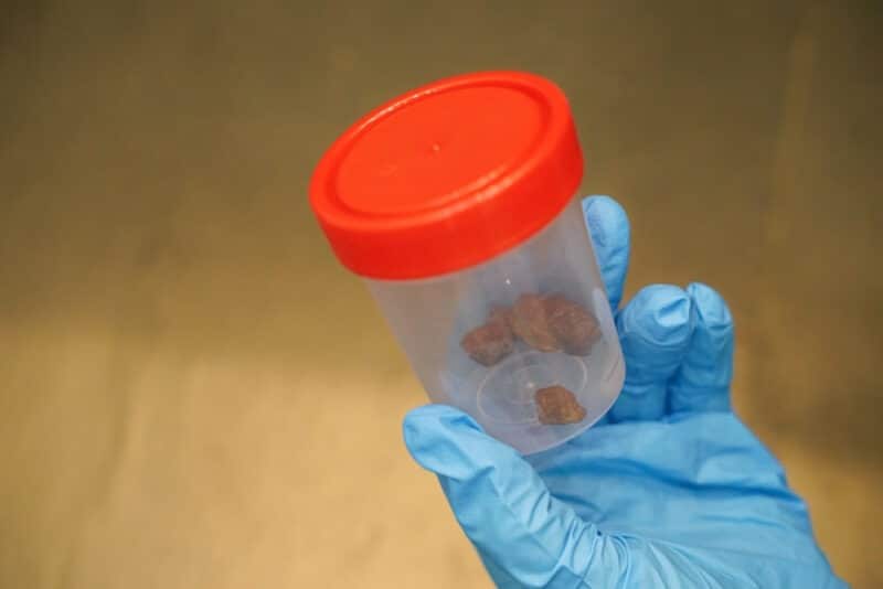 Vet Checklist: What to Bring to Your Cat’s First Visit (Vet-Approved ...