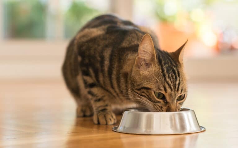 7 Surprising Facts About Cat Stomachs (Vet Verified) - Catster