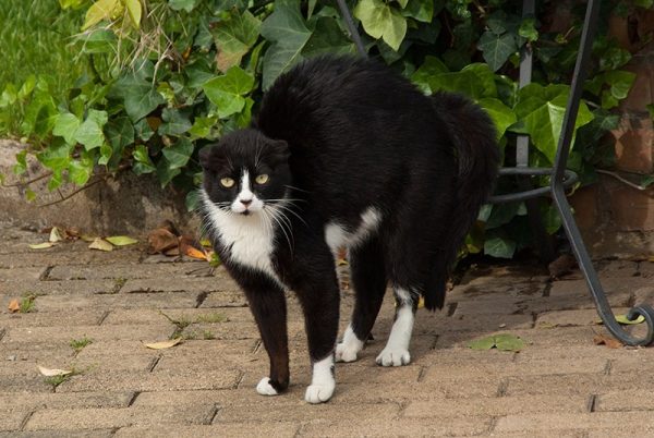 7 Favorite Cat Stretches (With Infographic) - Catster