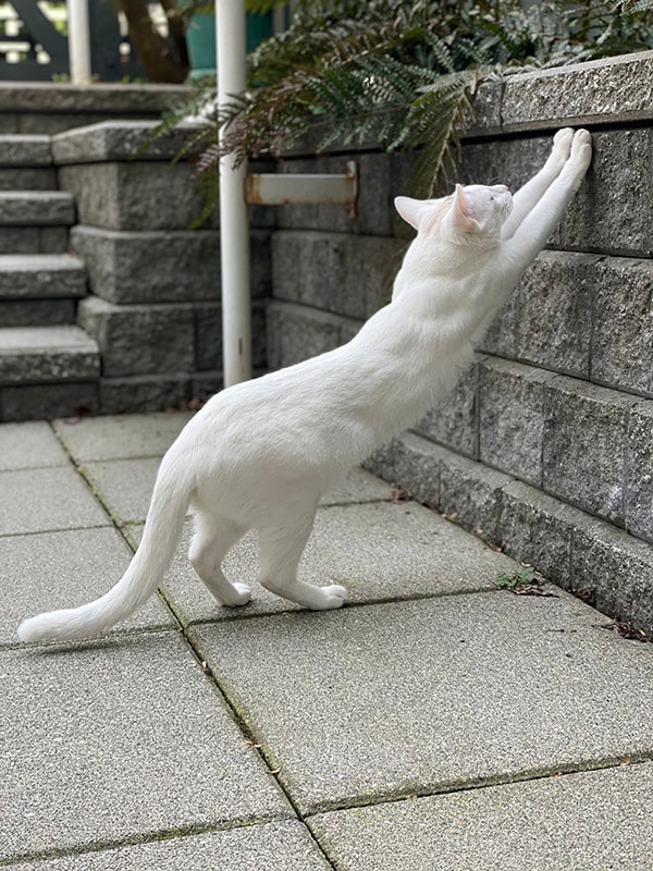 7 Favorite Cat Stretches (With Infographic) - Catster