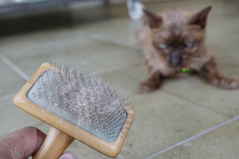 Cat Dandruff: Vet Reviewed Causes, Signs, How to Get Rid of It & FAQ ...