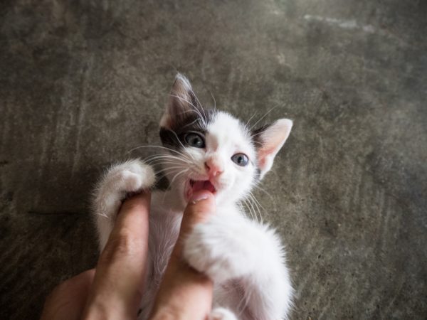 4-Month-Old Kitten: Things to Expect & Plan For (Vet Reviewed) - Catster