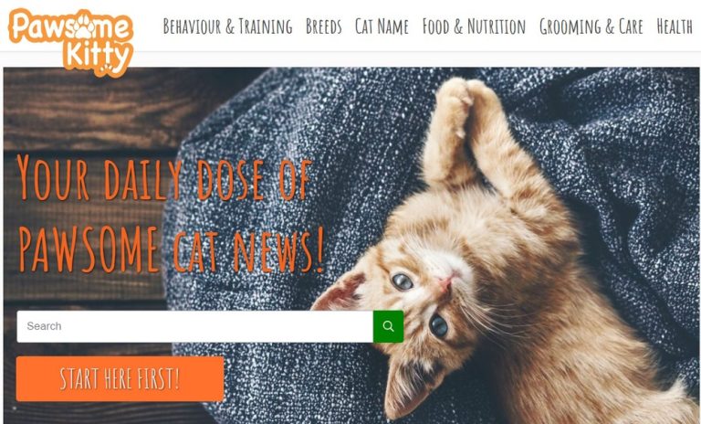25 Top Cat Blogs Every Kitten Lover Should Read in 2025 - Catster