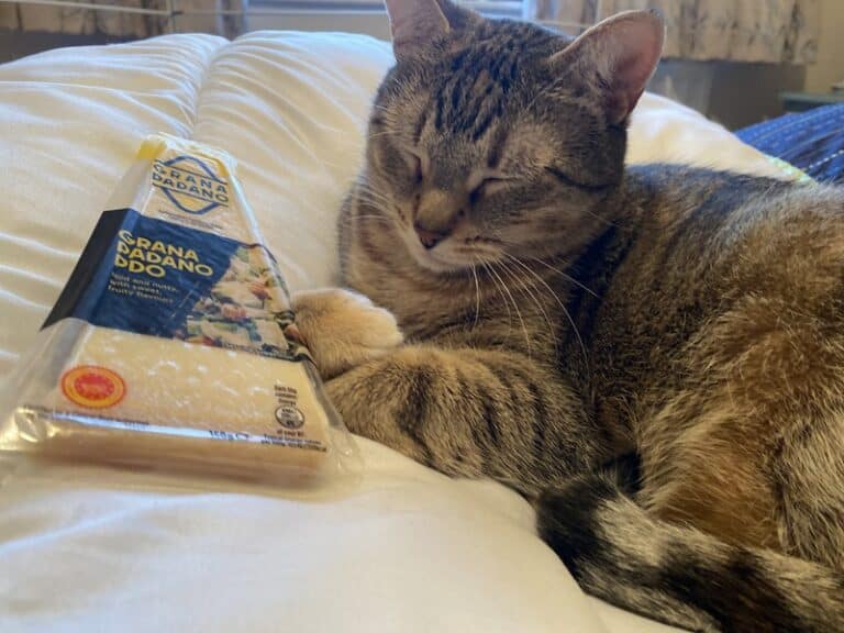 Who Moved My Cheese? Ways to Help a Cat Through Change - Catster