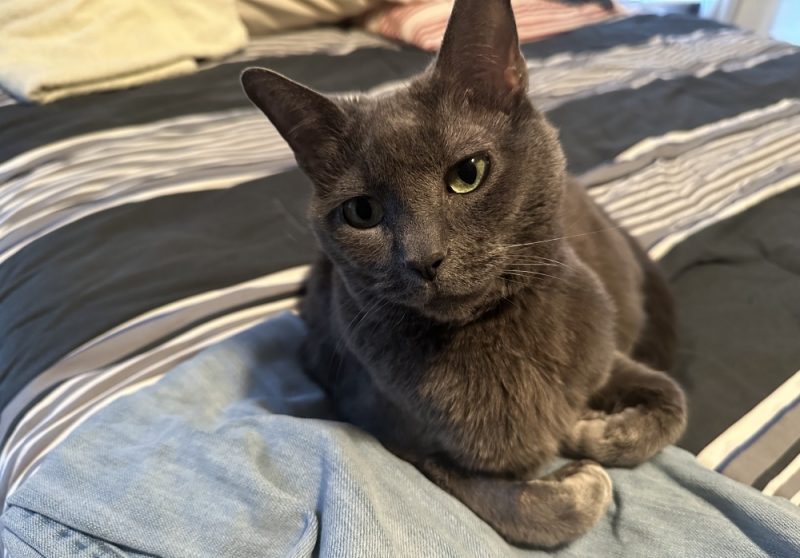 Telepathic Communication With Your Cat: How Olga Anticipates My Actions ...