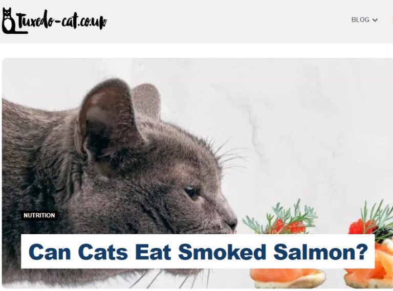 25 Top Cat Blogs Every Kitten Lover Should Read in 2025 - Catster