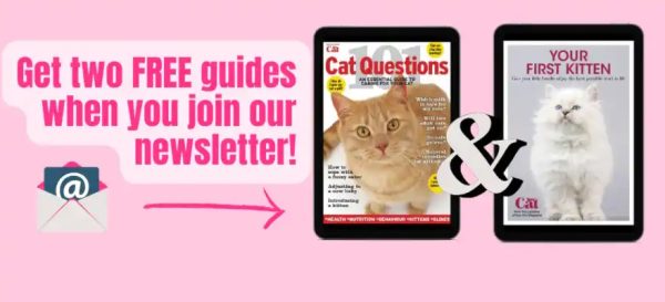 25 Top Cat Blogs Every Kitten Lover Should Read in 2025 - Catster