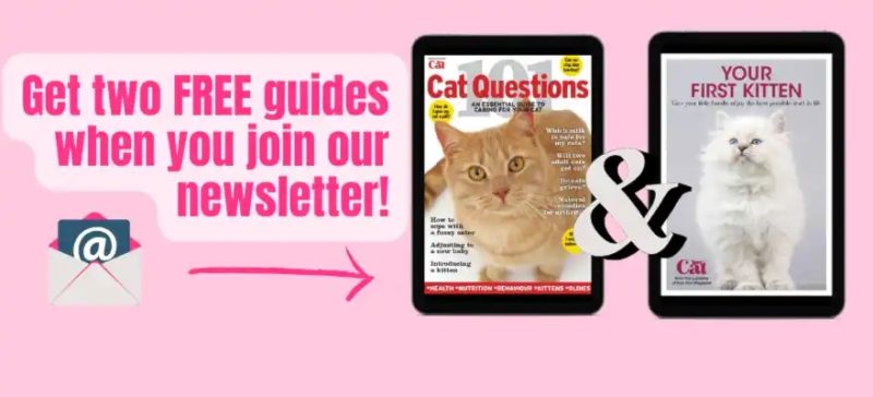 25 Top Cat Blogs Every Kitten Lover Should Read in 2025 - Catster