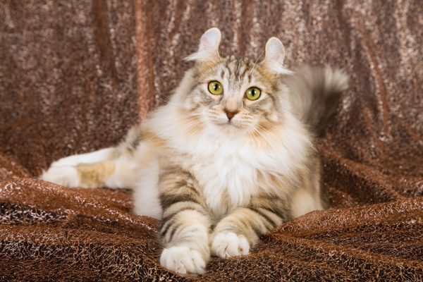 15 American Cat Breeds (With Info & Pictures) - Catster