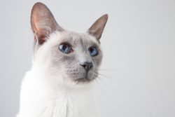 Blue Point Siamese: Info, Pictures, Temperament & Traits - Catster