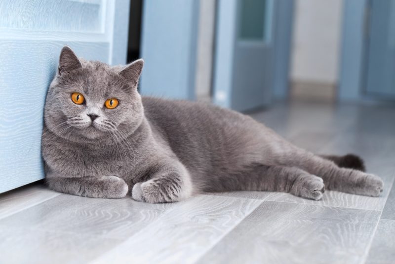 12 Round-Face Cat Breeds: Top Choices for Your Home (With Info ...