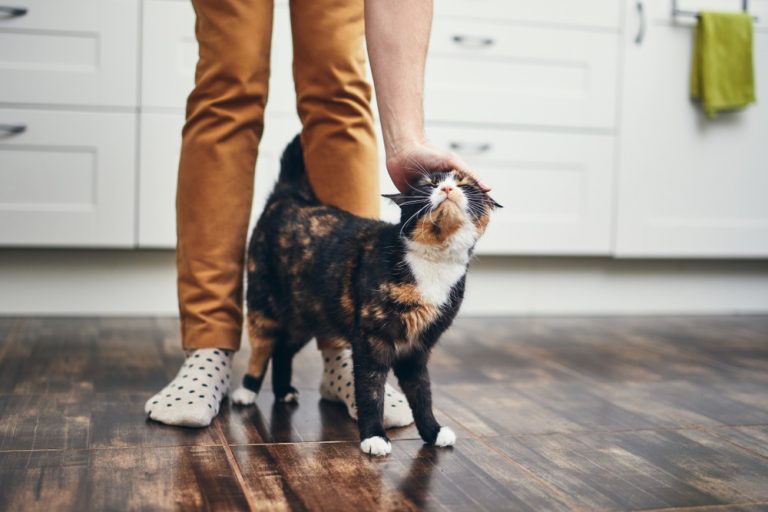 Why Does My Cat Act Like a Dog? Vet-Verified Behavior Explained - Catster