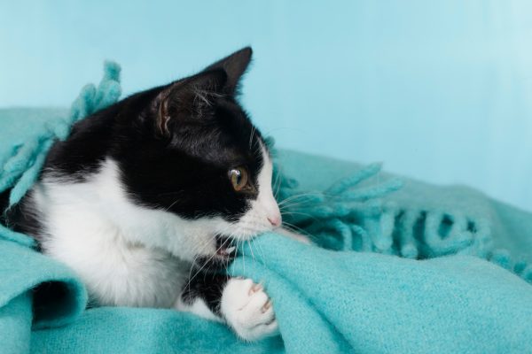 Pica in Cats: Vet-Verified Signs, Causes & Tips for Managing This ...